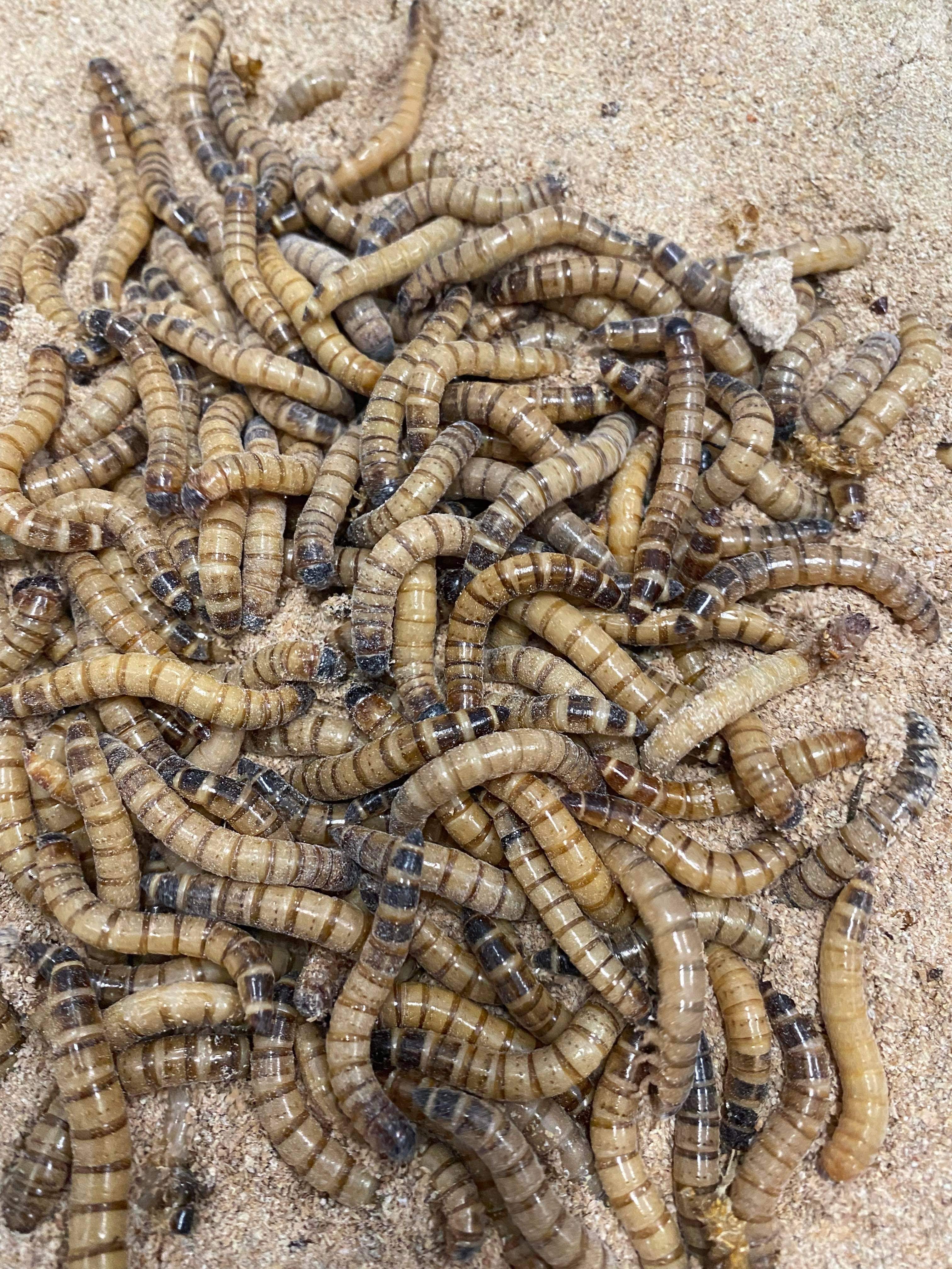 Large Superworms – US Invertebrate LLC