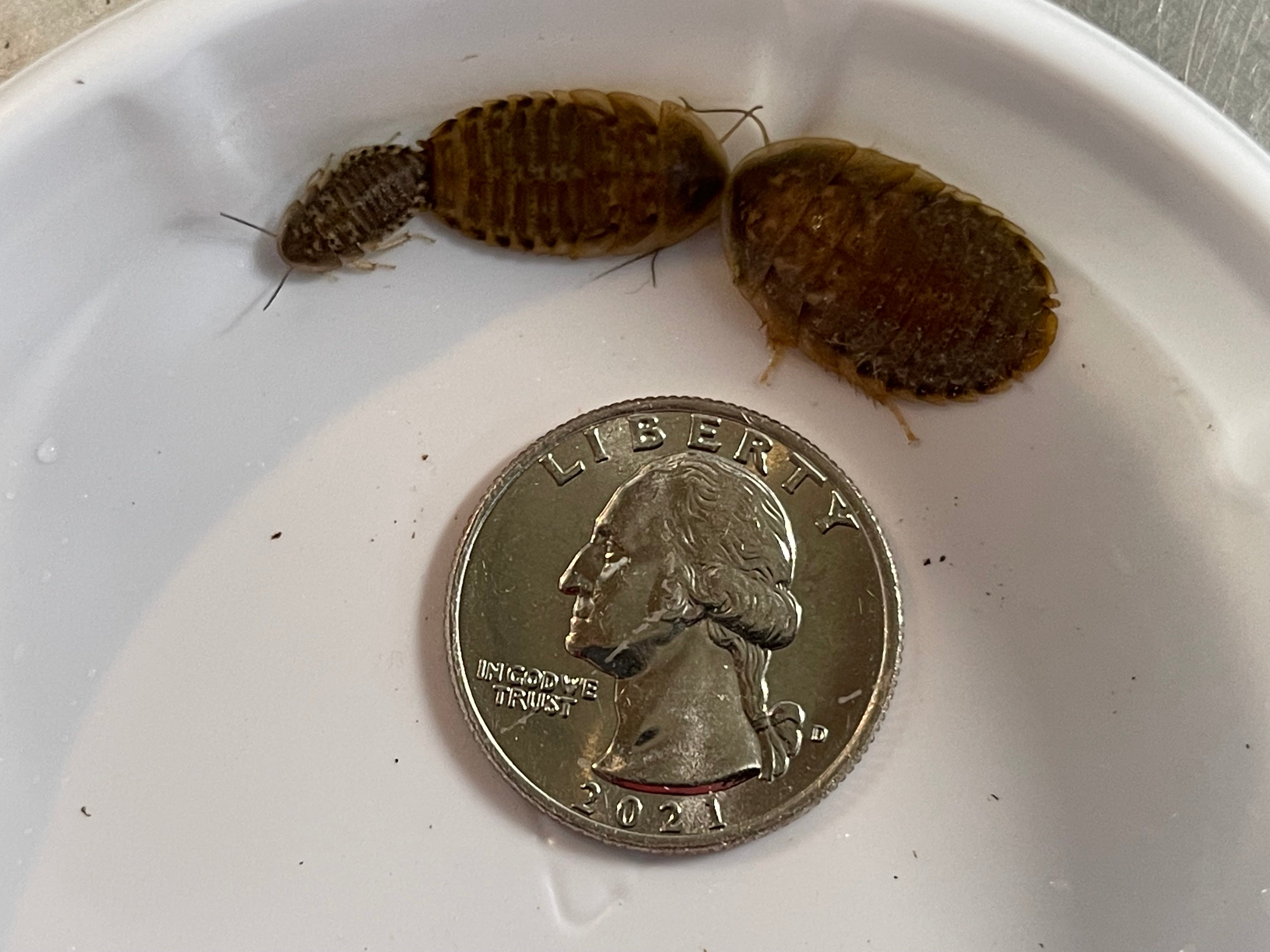 Live feeders – US Invertebrate LLC