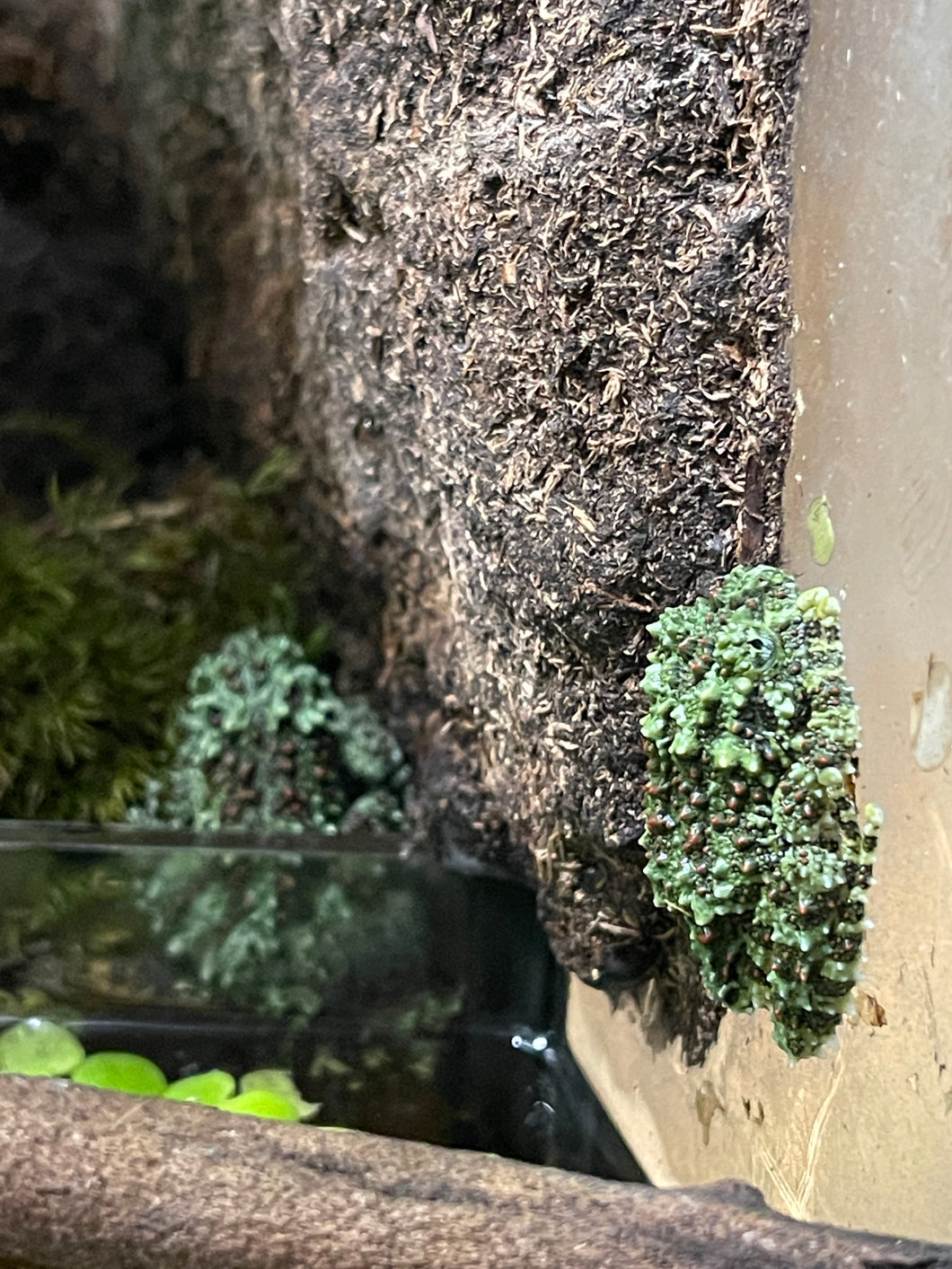 Vietnamese Mossy Frog (Theloderma cortical) CB – US Invertebrate LLC