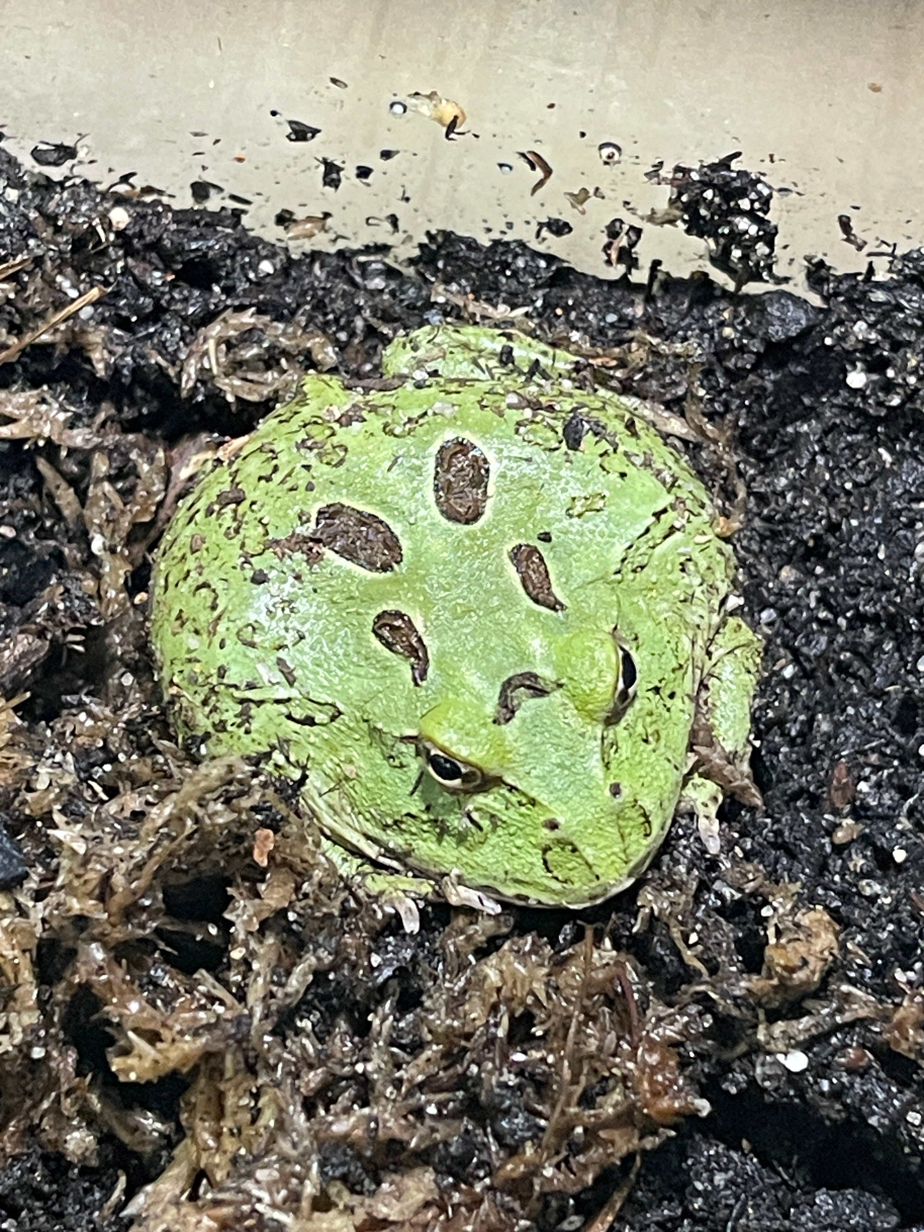 Ceratophrys cranwelli (Pacman Frog – US Invertebrate LLC