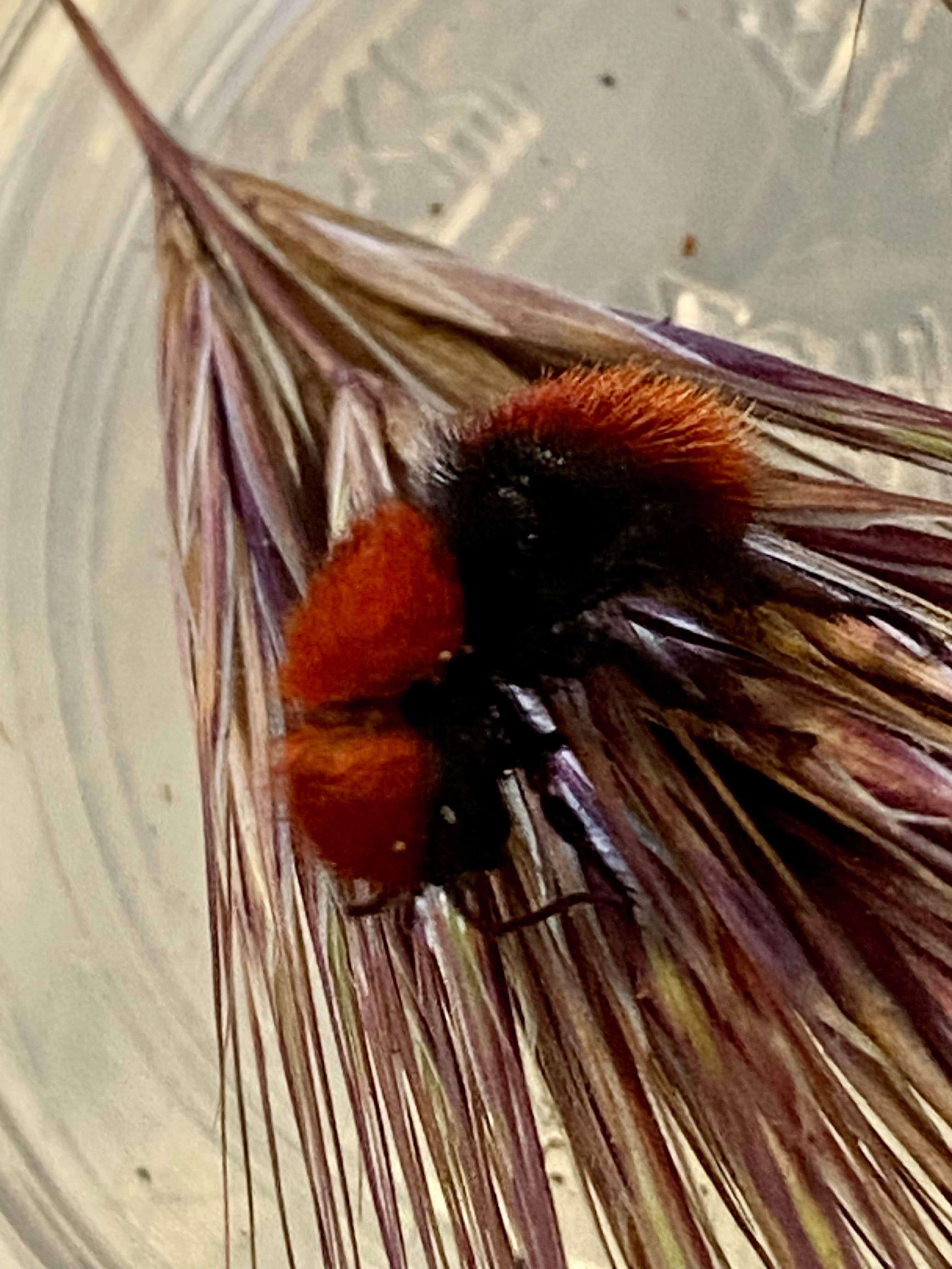 Velvet Ant – US Invertebrate LLC