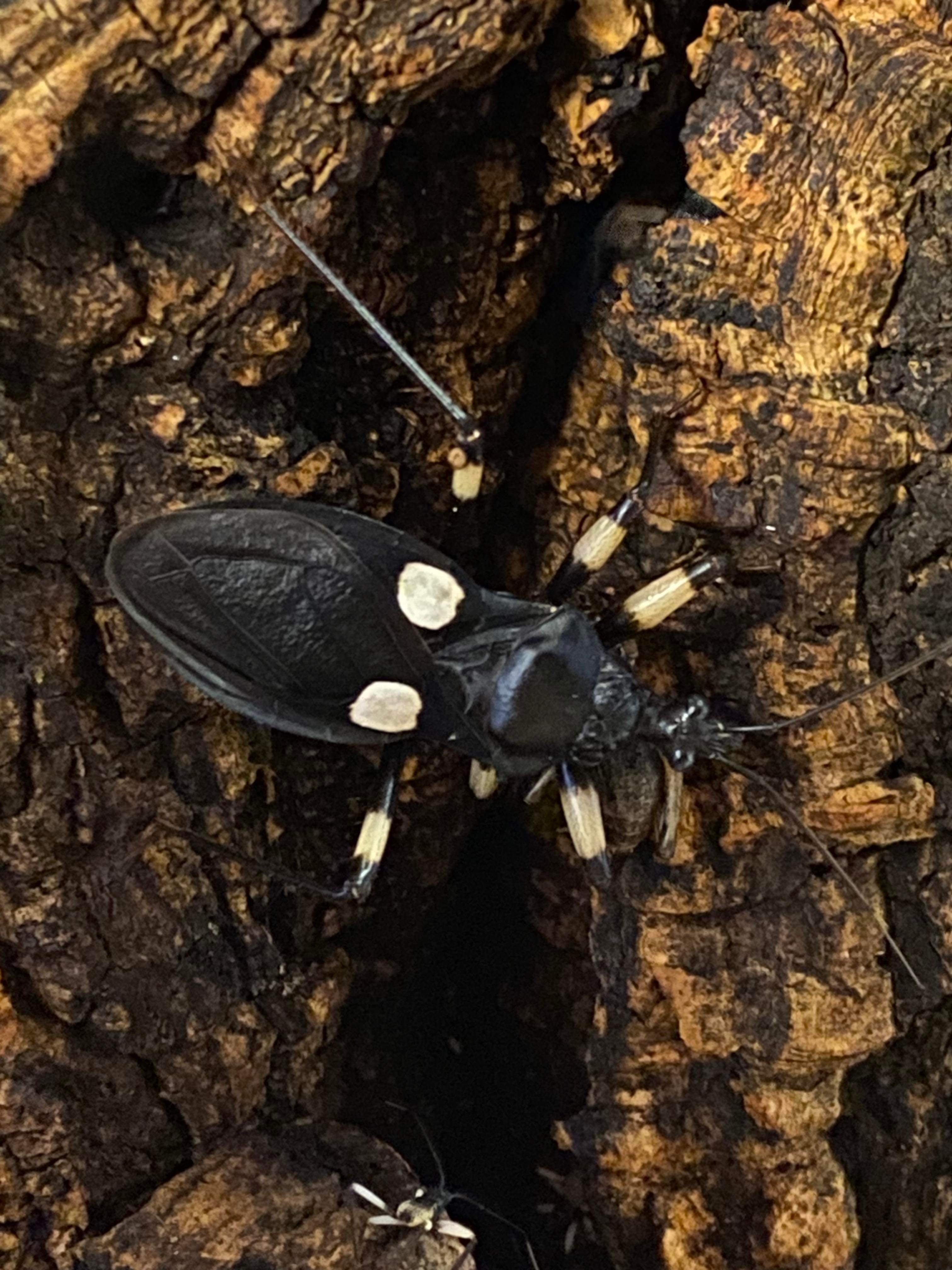 Platymeris biguttatus (Ghost) – US Invertebrate LLC