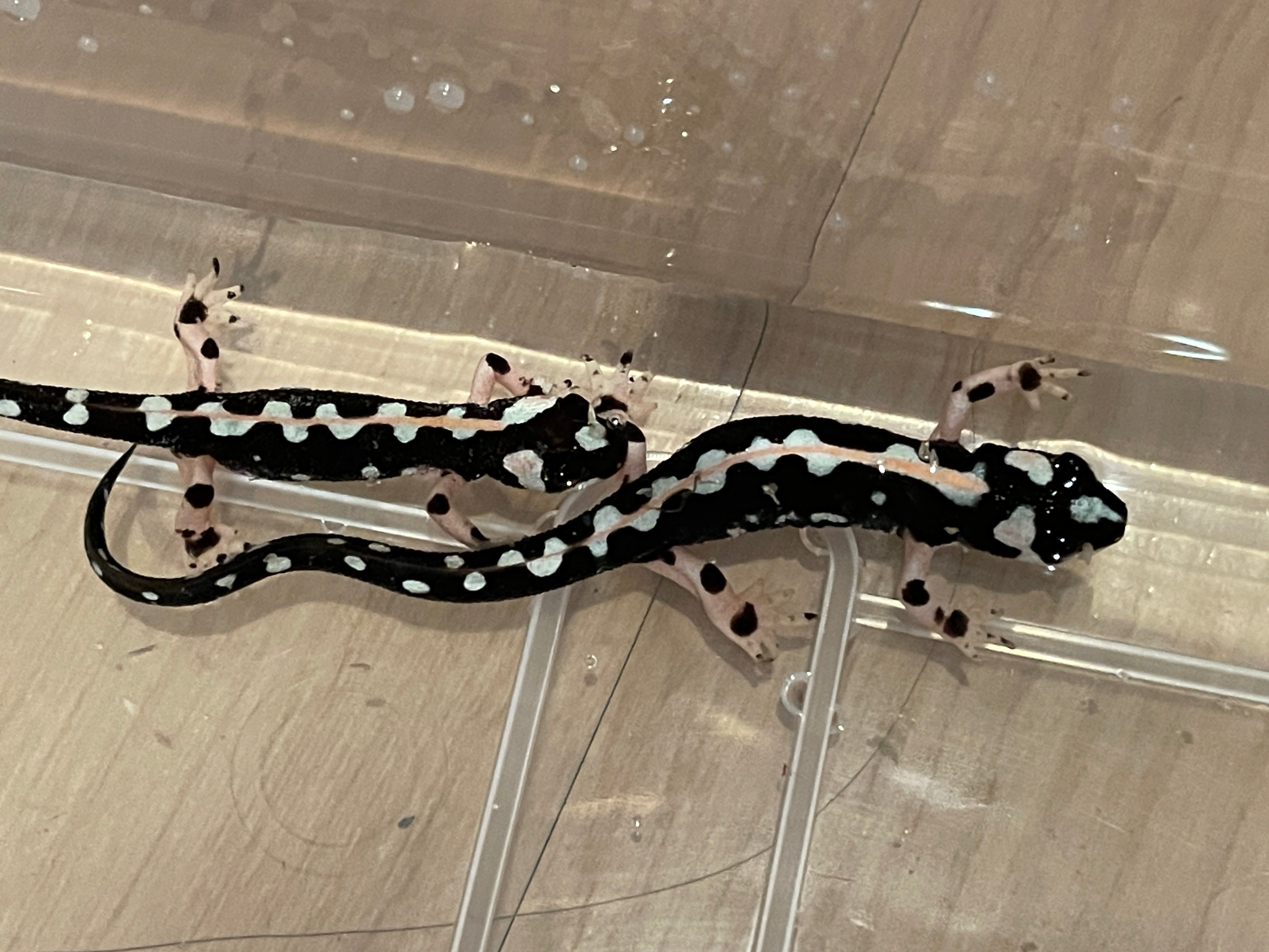 Neurergus kaiseri Newts – US Invertebrate LLC