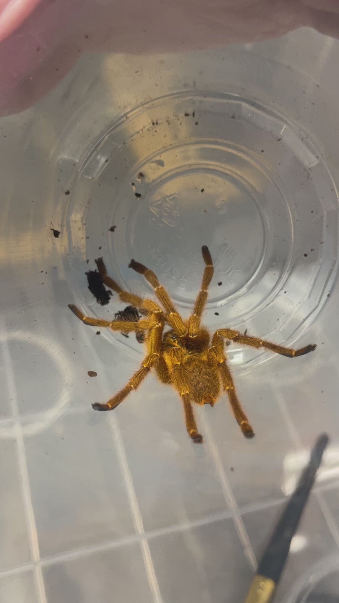 Pterinochilus murinus (Orange Baboon Tarantula) – US Invertebrate LLC