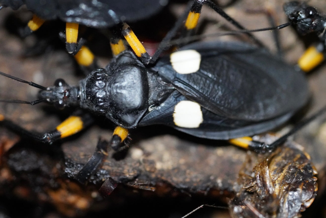 Platymeris biguttatus (white spotted assassin bug) – US Invertebrate LLC