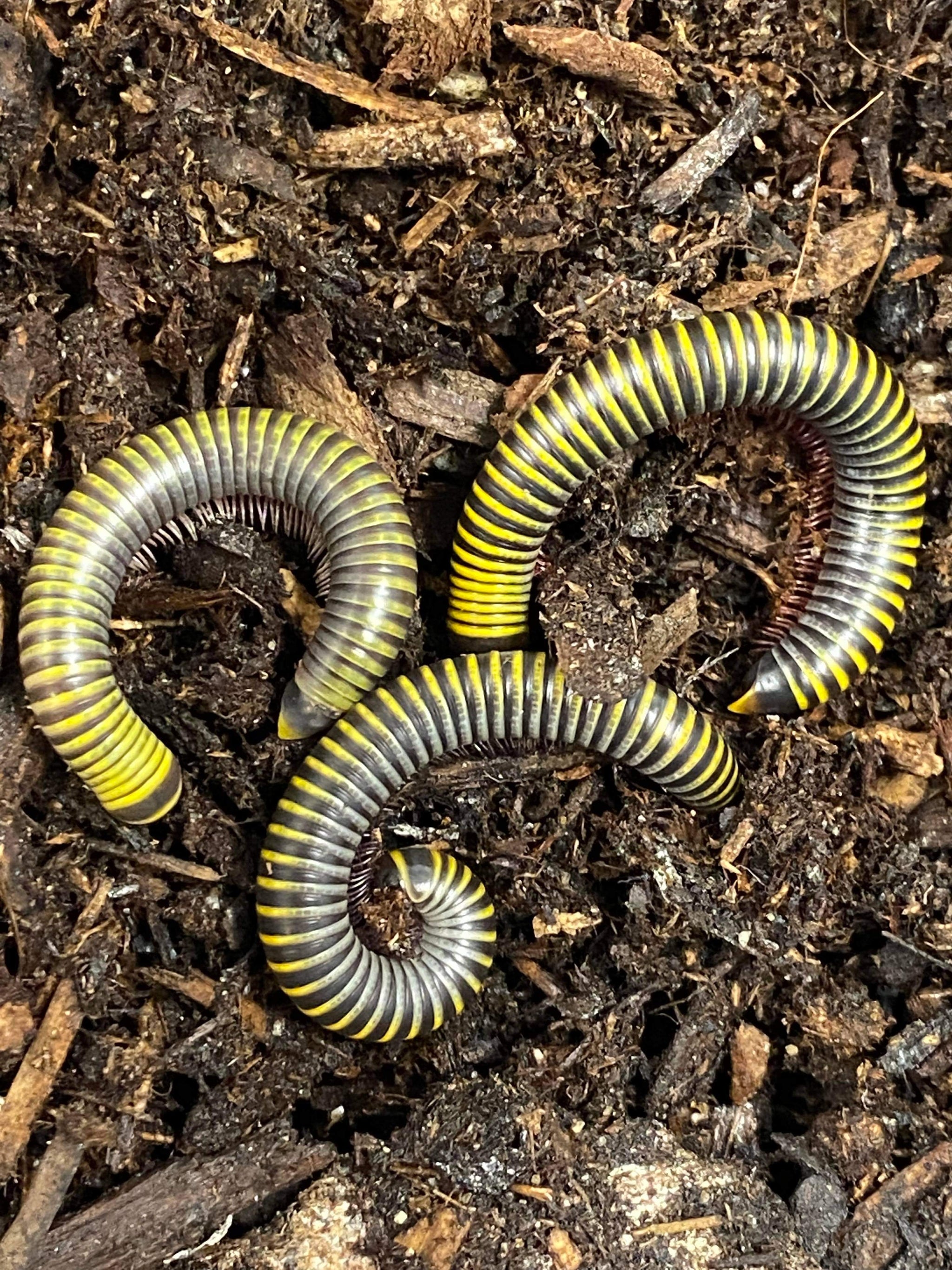 Anadenobolus monilicornis (Bumblebee Millipede) – US Invertebrate LLC