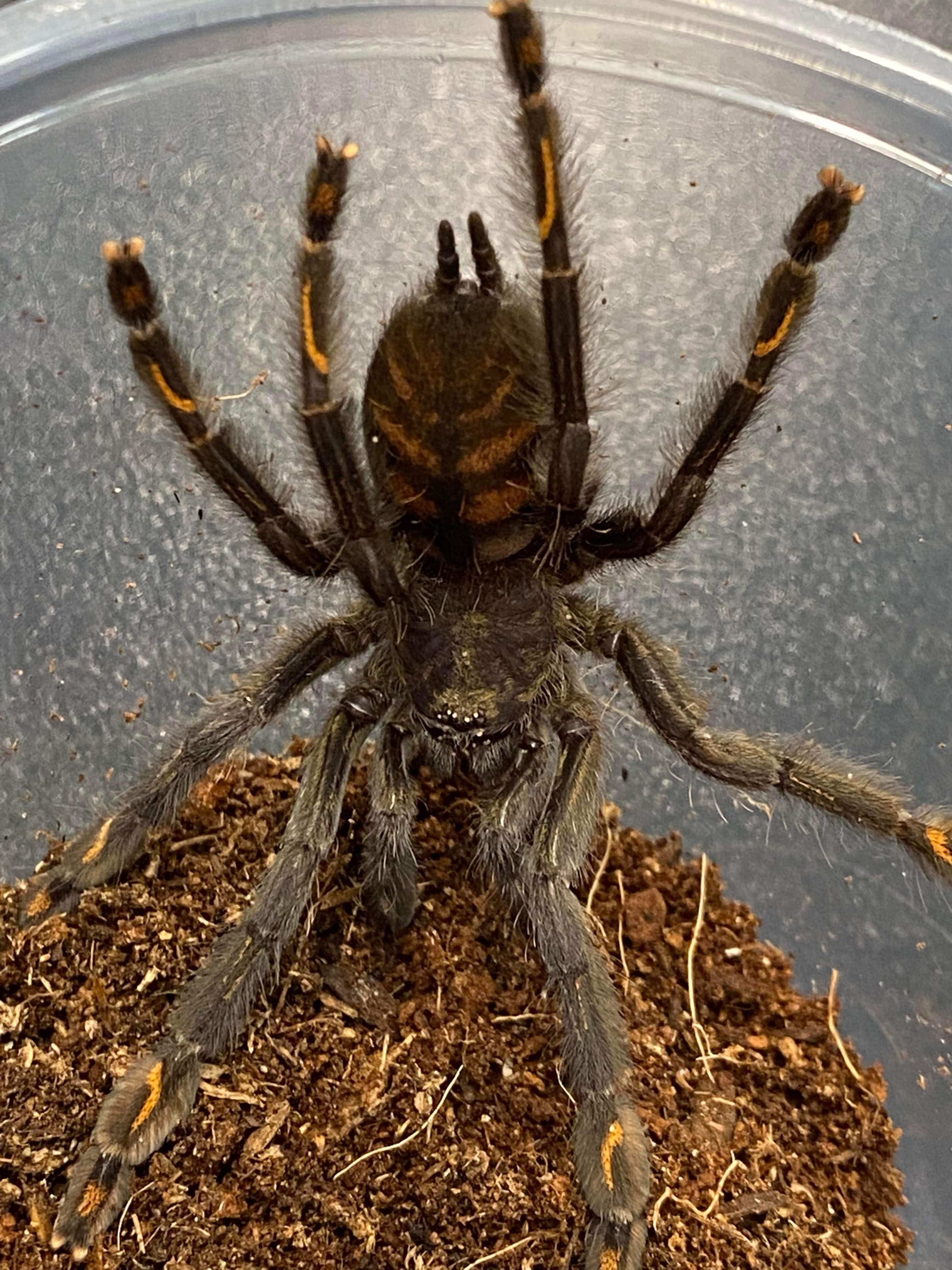 Psalmopeous irminia (Venezuelan Sun Tiger)Tarantula – US Invertebrate LLC