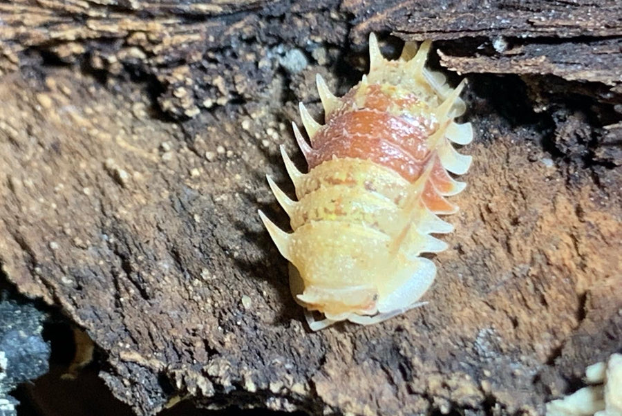 Pseudarmadillo spinosus – US Invertebrate LLC