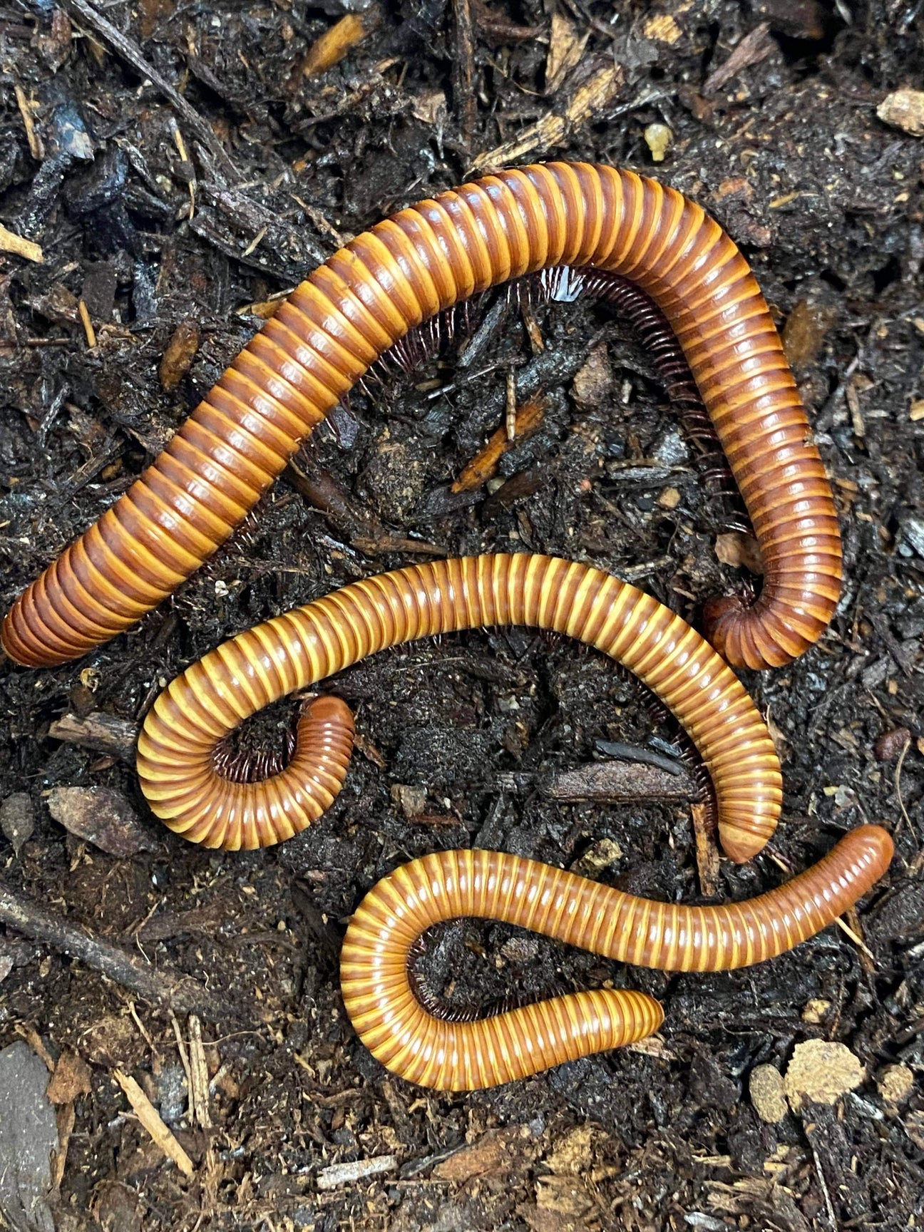 Giant Gold Millipede – US Invertebrate LLC
