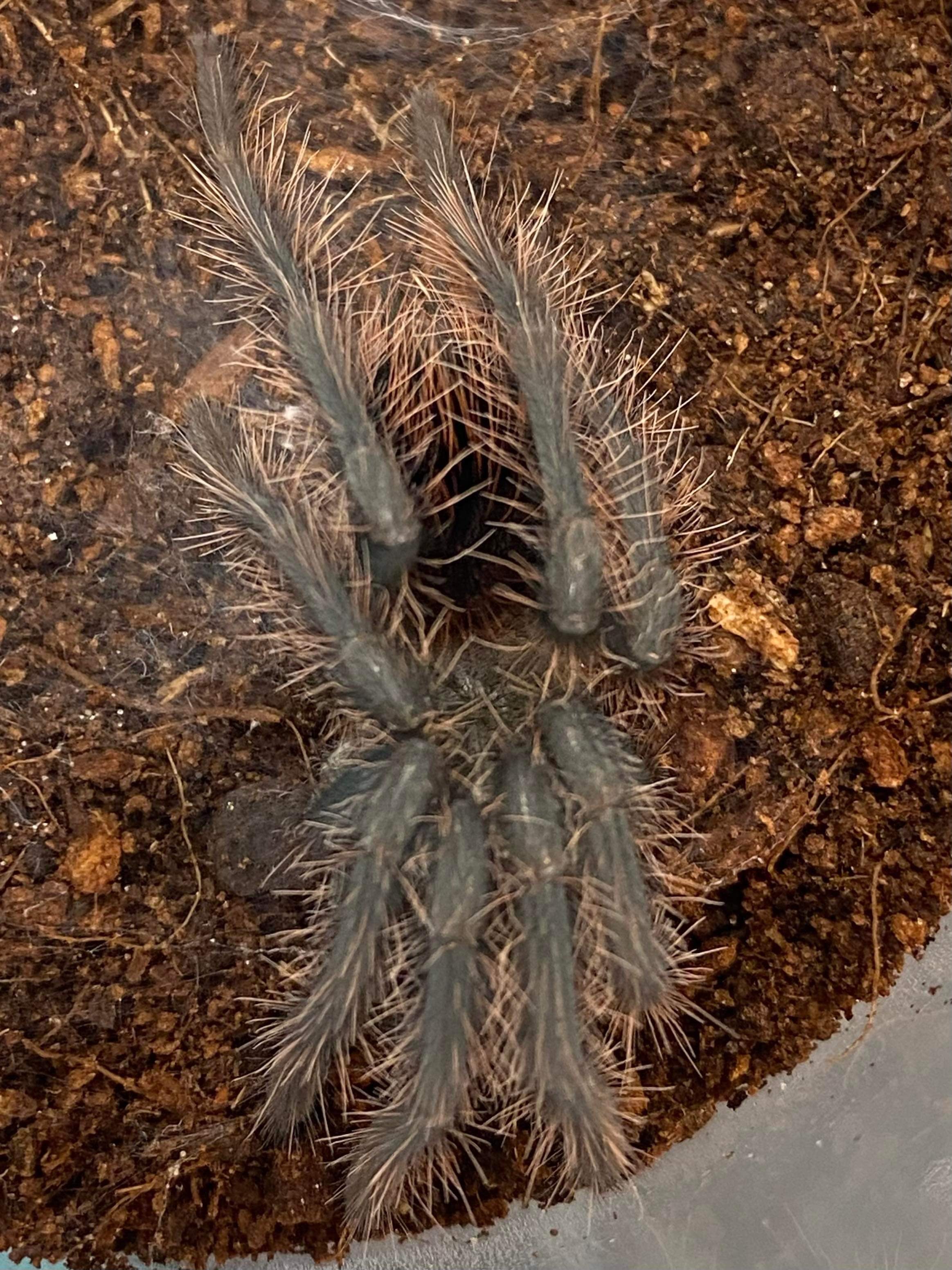 Pamphobeteus antinous (Bolivian Blue Leg Birdeater) – US Invertebrate LLC