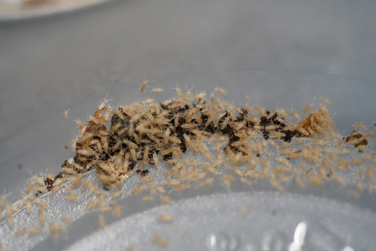 Springtails (Tropical pink) – US Invertebrate LLC