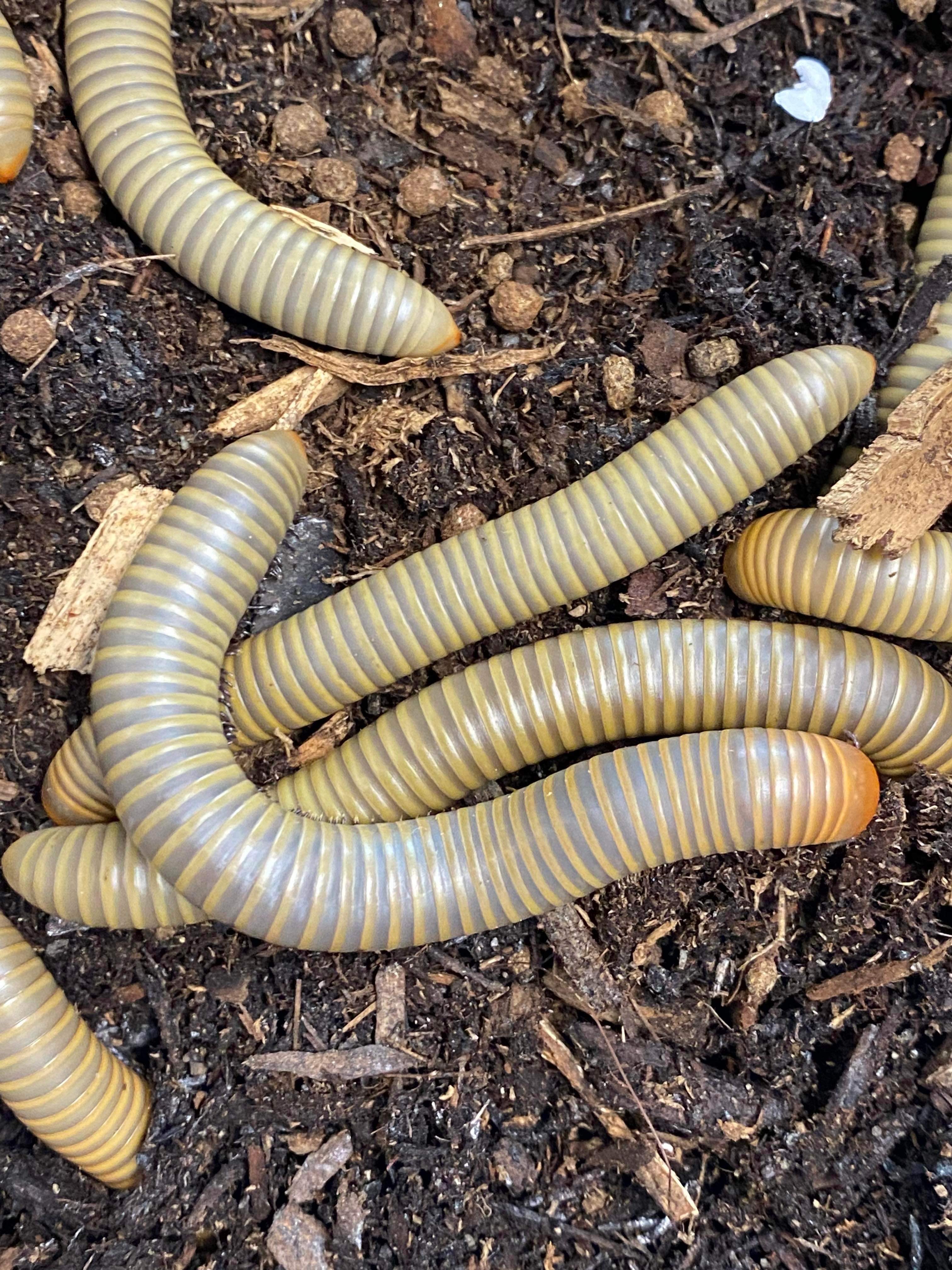 Nacreous gordanus (Smokey Oak Millipede) – US Invertebrate LLC