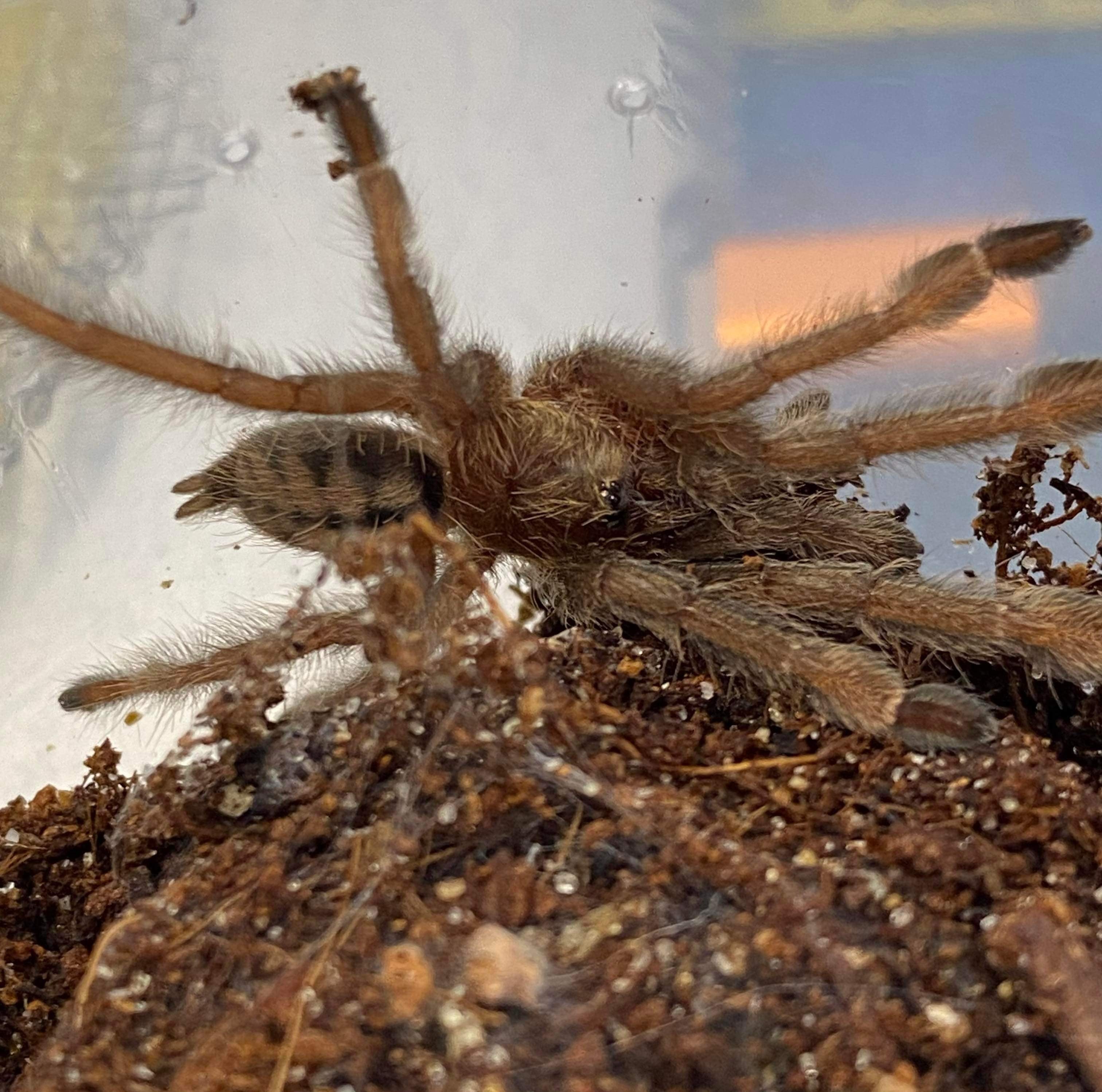 Psalmopoeus cambridgei (Trinidad Chevron) – US Invertebrate LLC