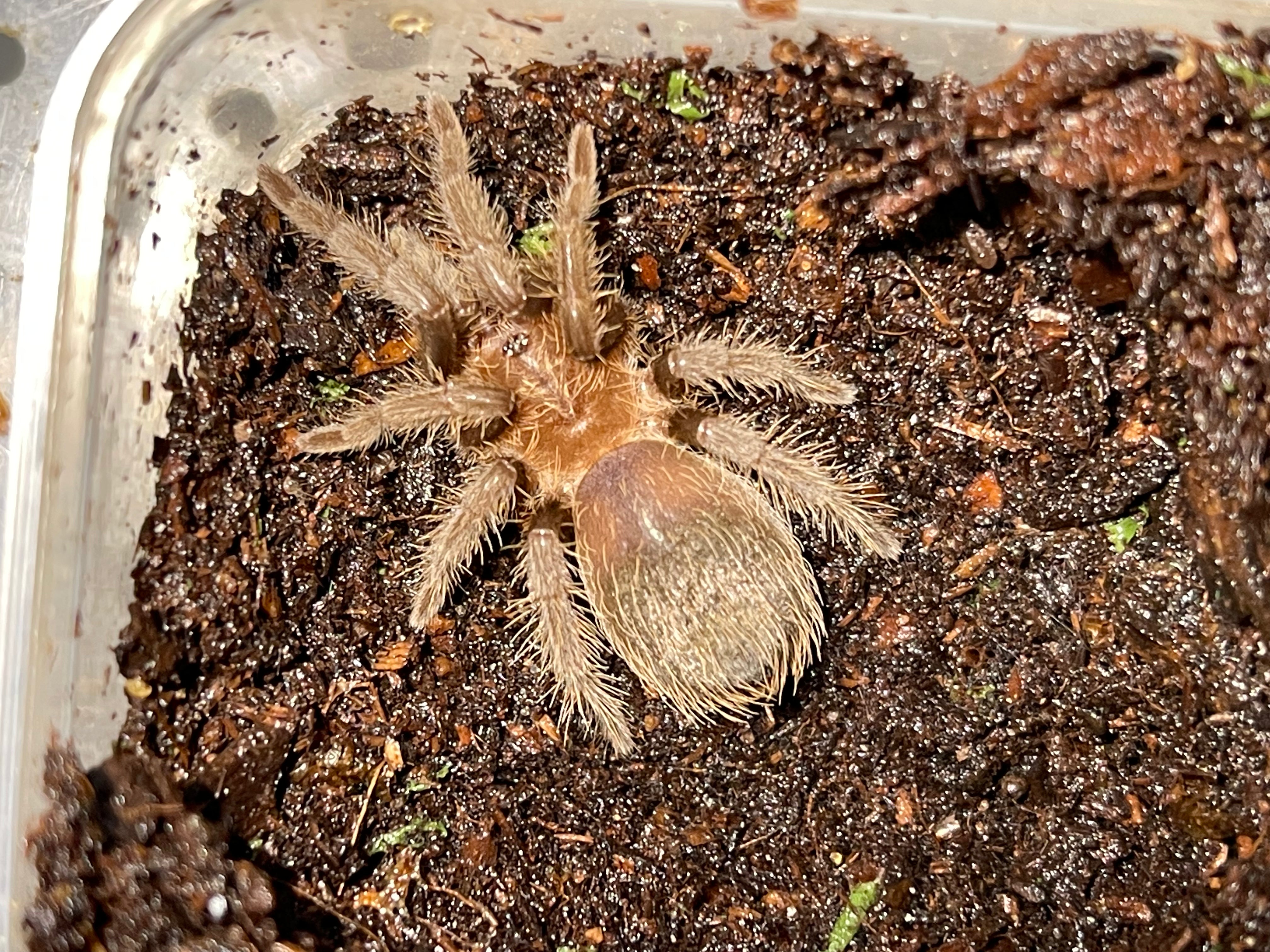 Tliltocatl albopilosum (Curlyhair Tarantula – US Invertebrate LLC