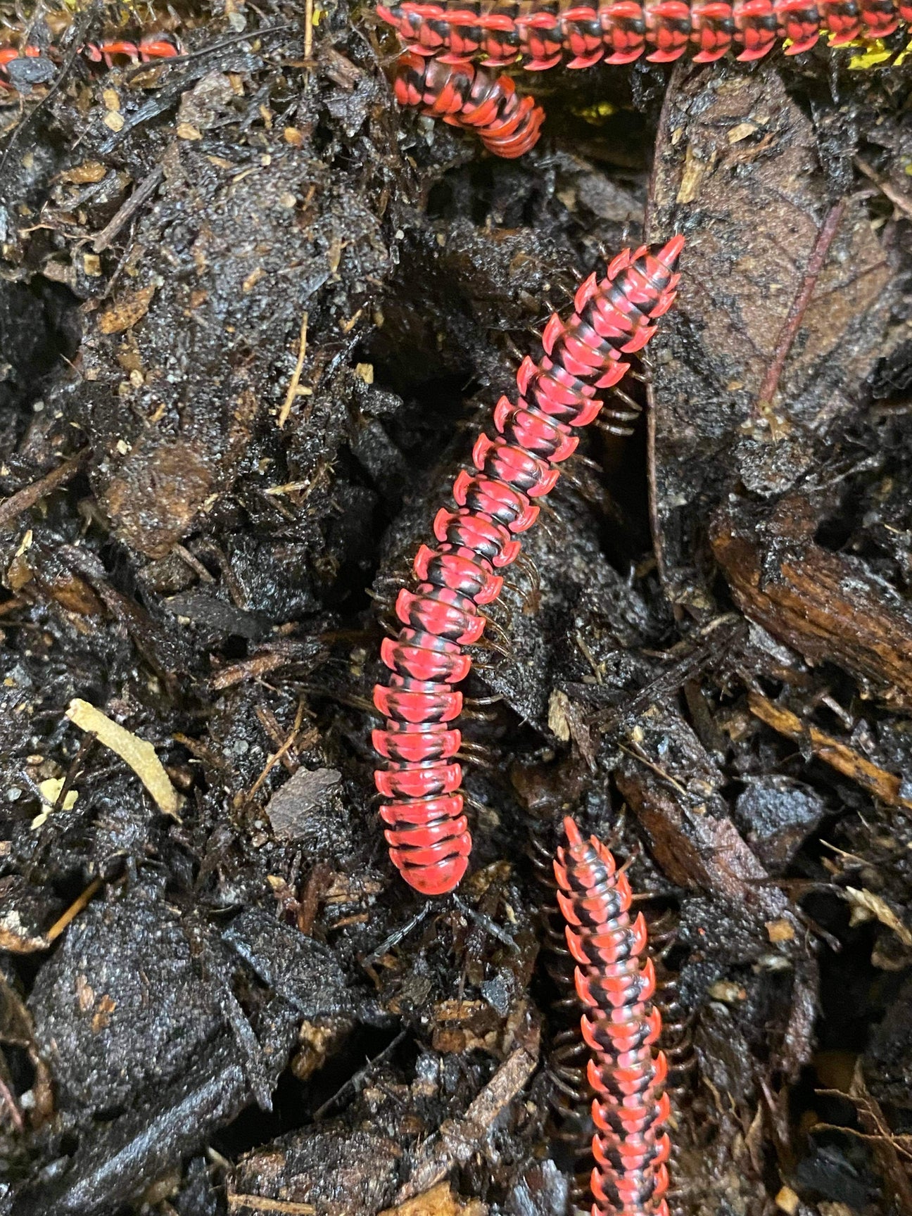 Antheromorpha unicata adult Millipedes – US Invertebrate LLC