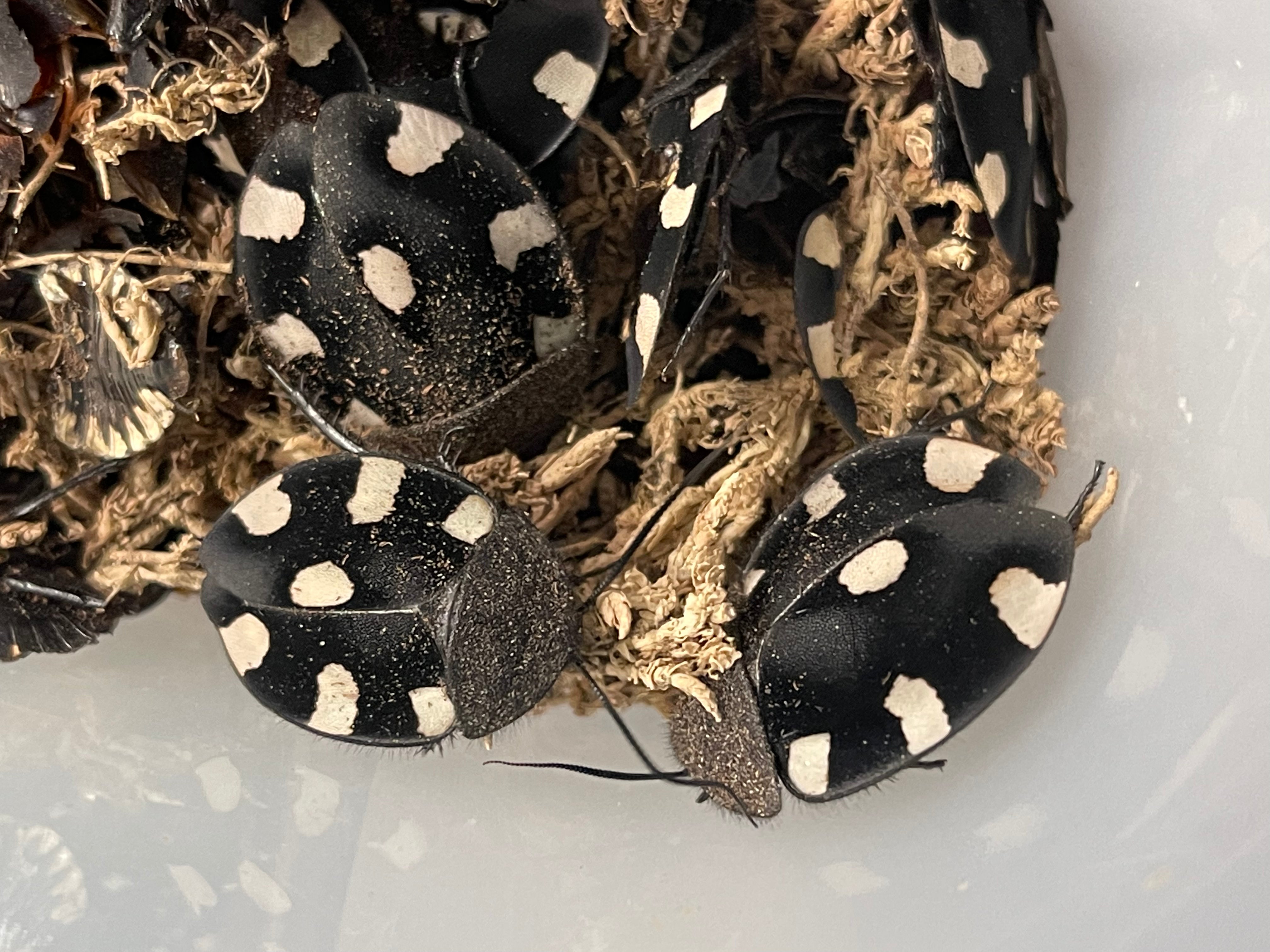 Therea petiveriana (domino) – US Invertebrate LLC