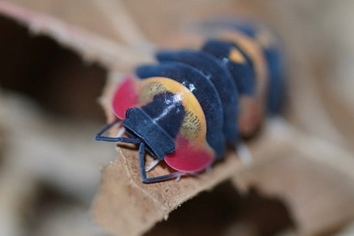 Merulanella sp. Tricolor – US Invertebrate LLC