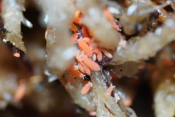 Springtails (FL Orange) – US Invertebrate LLC