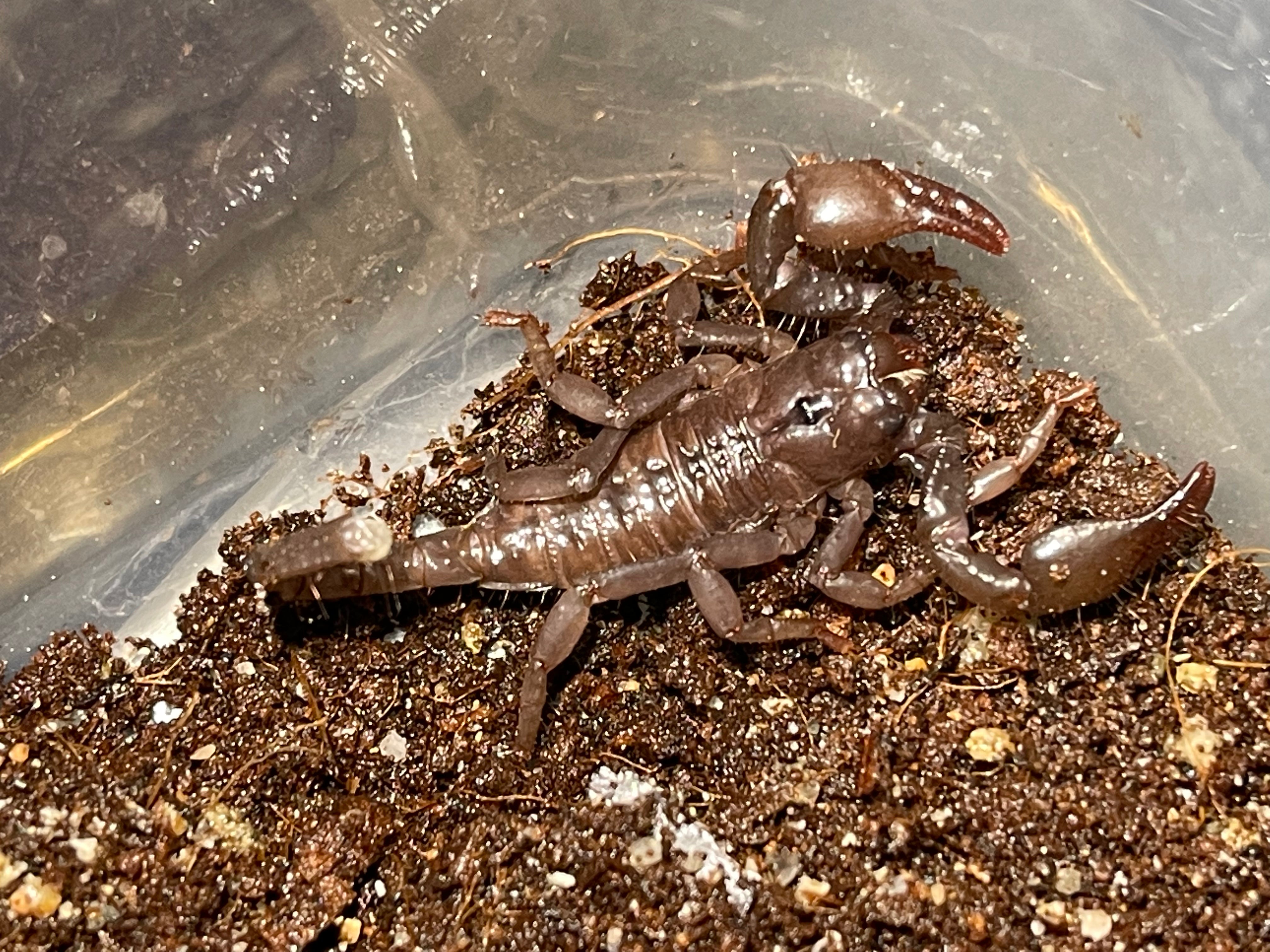 Pandinus imperator (Emperor Scorpion) – US Invertebrate LLC