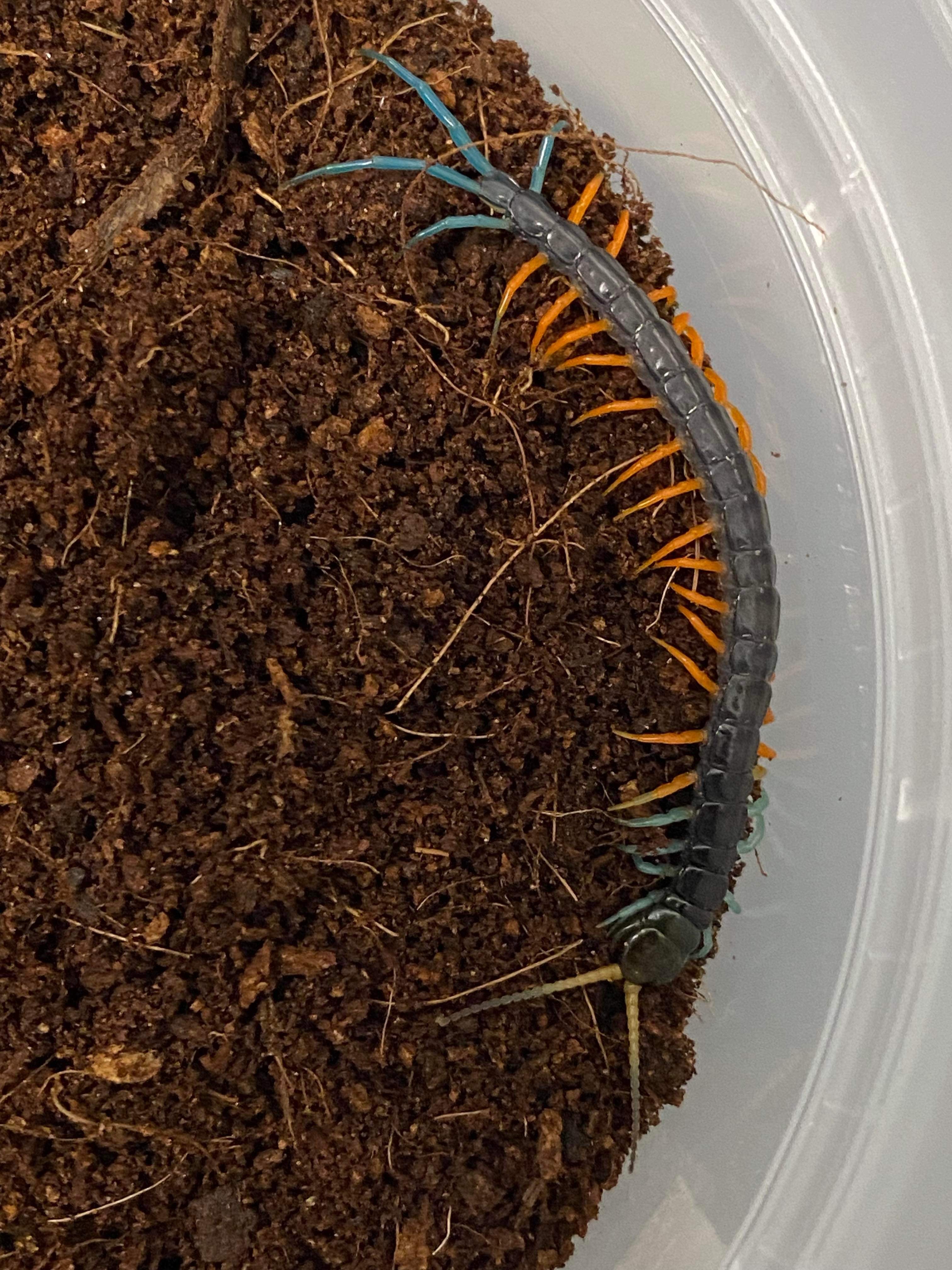 Scolopendra sp. Malaysian jewel Captive bred 3” – US Invertebrate LLC
