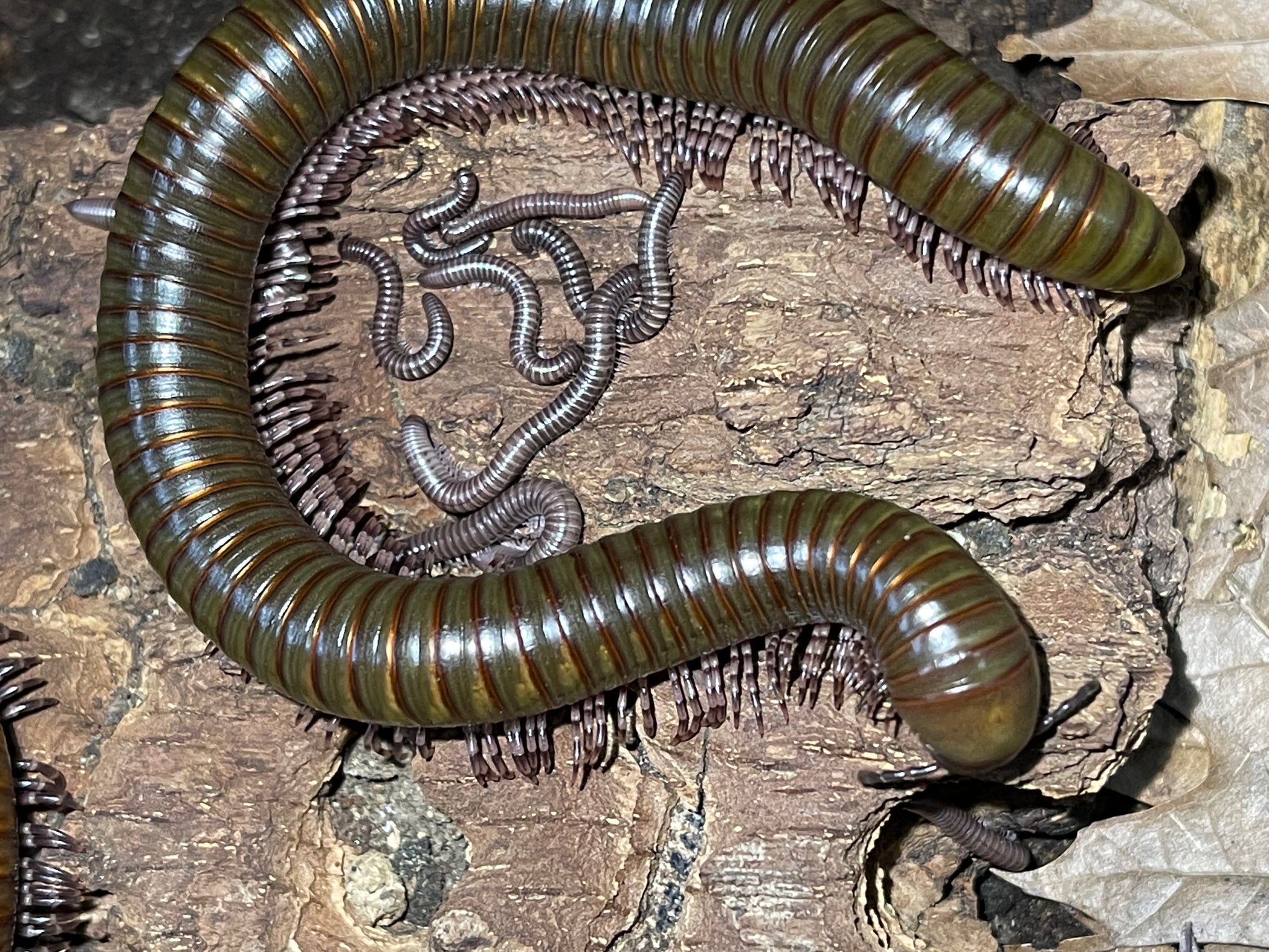 Telodeinopus aoutii (African olive giant millipede) – US Invertebrate LLC