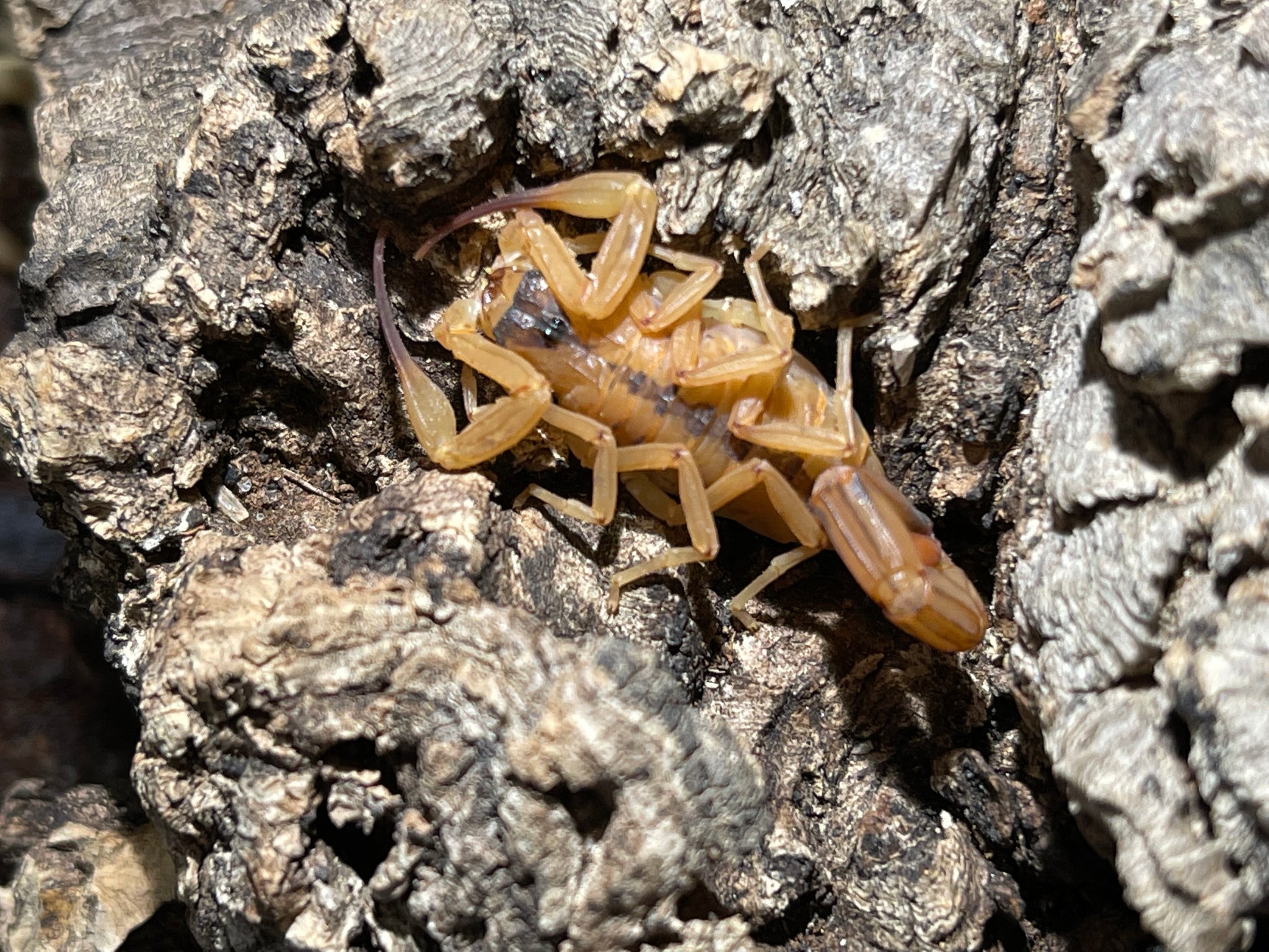 Tityus stigmurus – US Invertebrate LLC